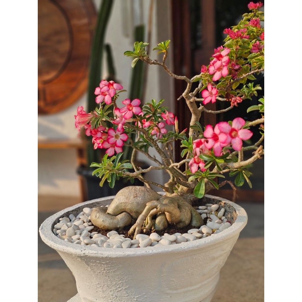 Jual PROMO!! Bunga Kamboja Jepang Hidup cendrawasih - Adenium Tumpuk ...