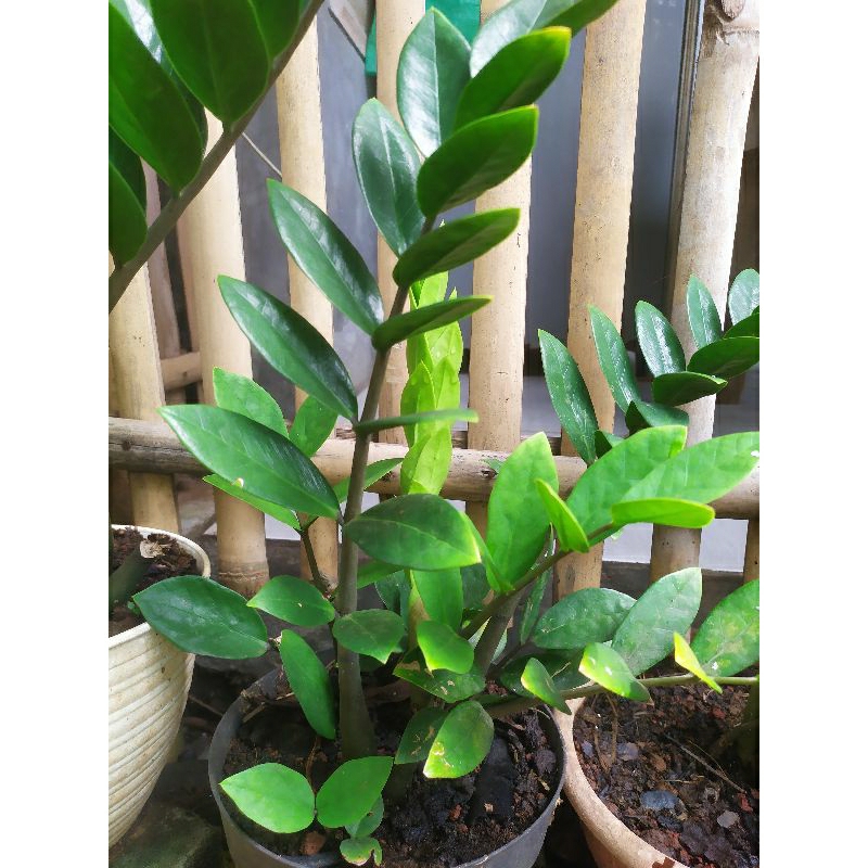 Jual Tanaman Zamioculcas Zamiifolia Zz Plant Pohon Dolar Shopee