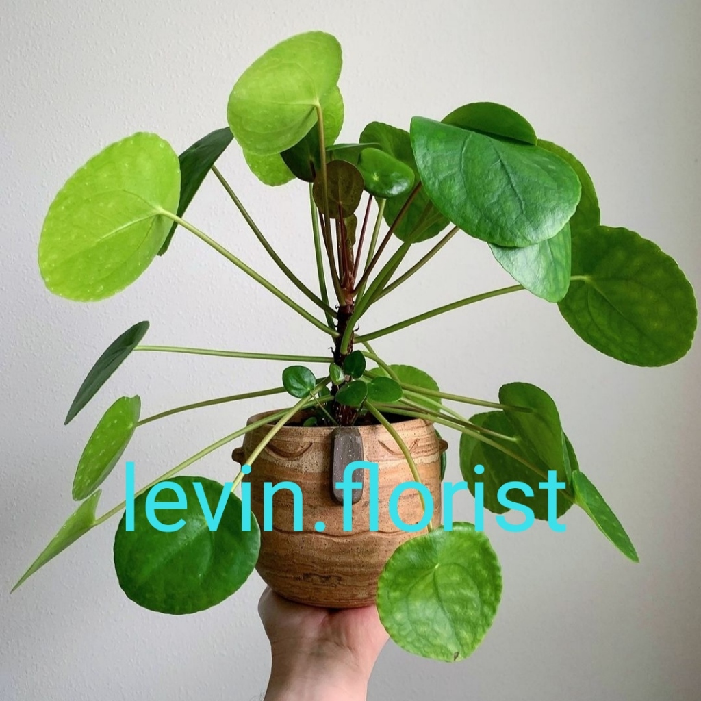 Jual Pilea peperomioides / bibit tanaman hias bunga indoor | Shopee ...