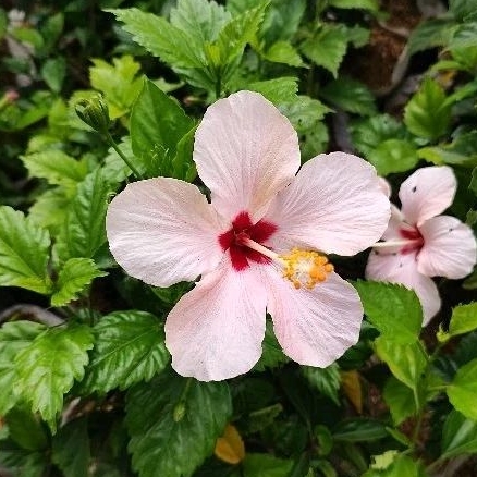 Jual kembang sepatu bunga pink muda banget tanaman hias Hibiscus rosa ...