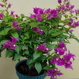 Jual BIBIT BUGENVIL MIKRO SINGAPORE UNGU / SINGAPUR UNGU ORIAN BONSAI ...