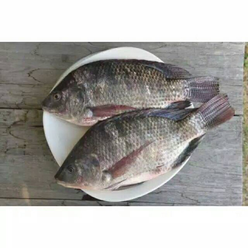 Jual ikan nila hitam ikan nila merah ikan nila segar | Shopee Indonesia
