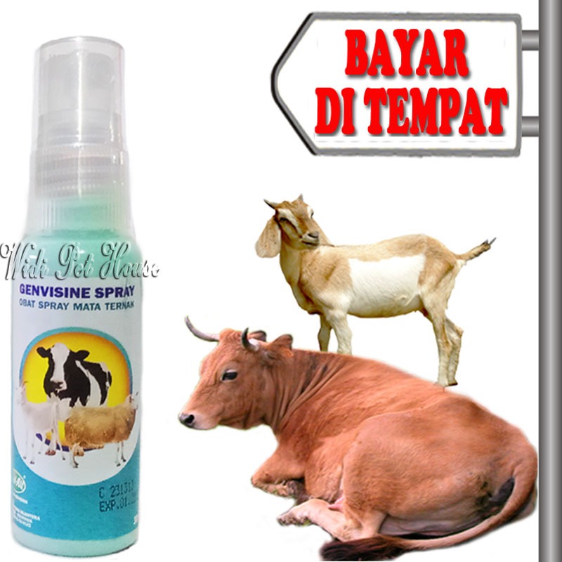 Jual Obat Mata Sapi Kambing Domba Kerbau Genvisine Spray Hewan Ternak ...