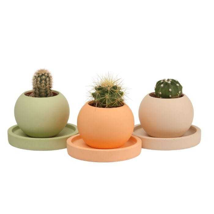 Jual POT SUKULEN BULAT TELUR / POT KAKTUS / POT SEMEN /POT LILIN ...