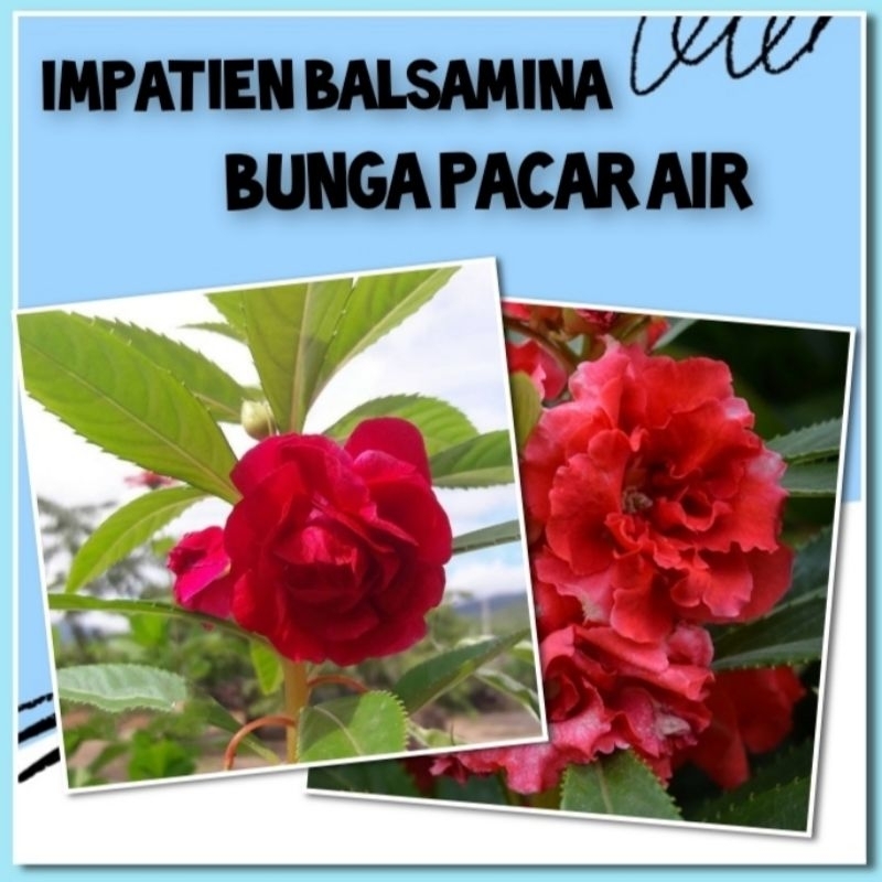 Jual Benih Bunga Pacar Air Tumpuk Merah Bibit Tanaman Hias F1 Unggul ...