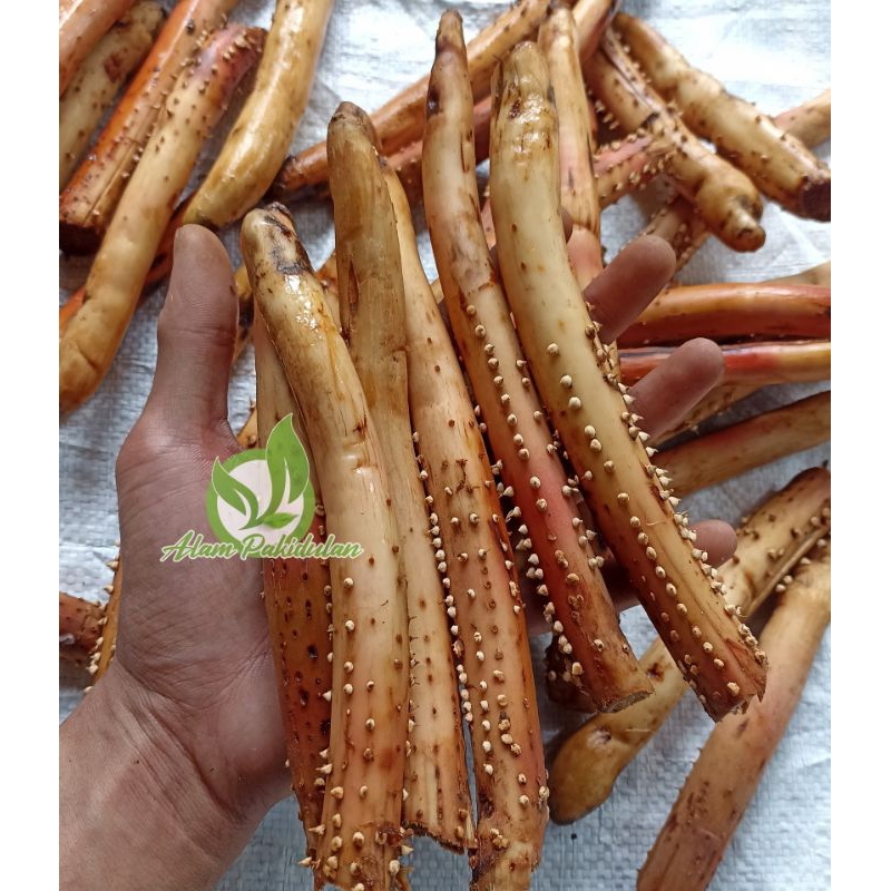 Jual Akar Pinang Muda Segar 100gr / Akar Pohon Pinang Wangi / Akar ...