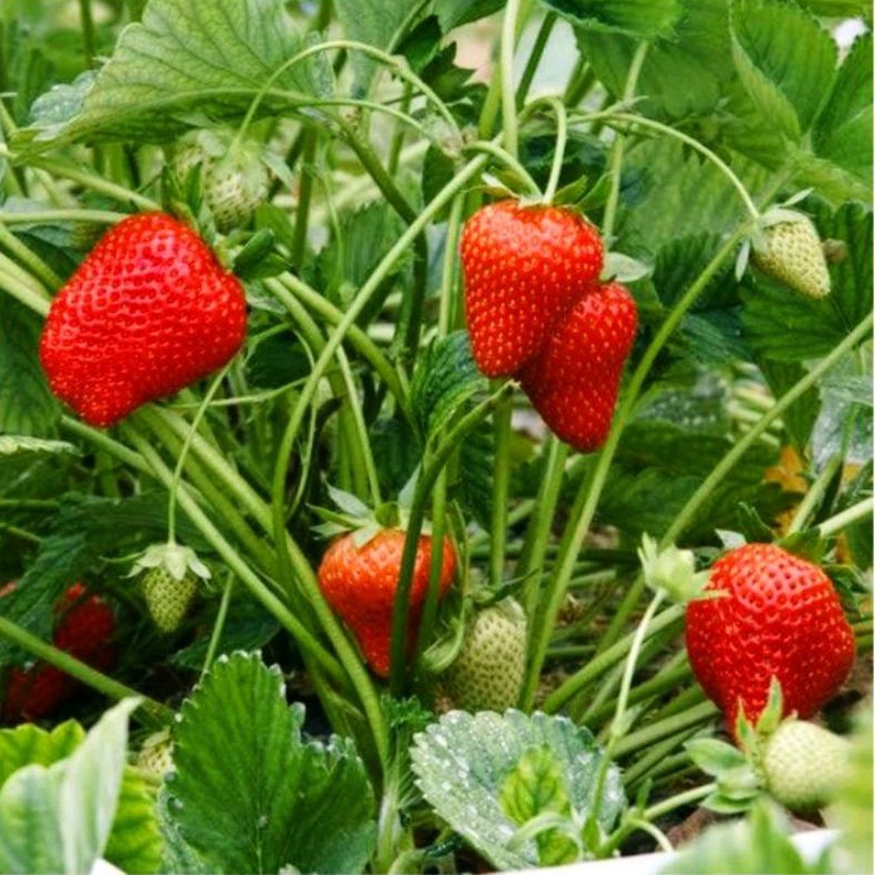 Jual 30 Butir benih biji strawberry stroberi strobery strawberi ...