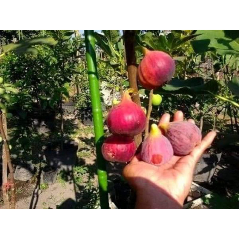 Jual bibit tin red palestine | Shopee Indonesia