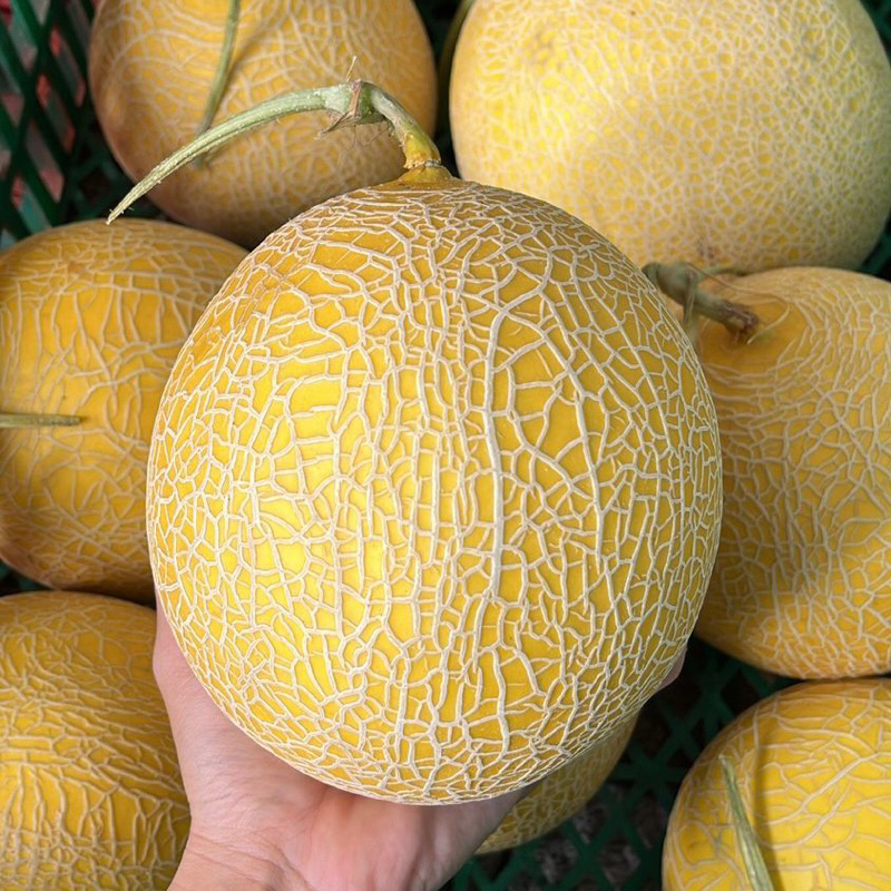 Jual Buah Melon Inthanon MANISS Perbulet | Shopee Indonesia