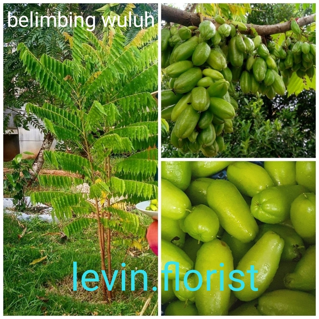 Jual Averrhoa bilimbi /belimbing wuluh / bibit tanaman hias bunga buah ...