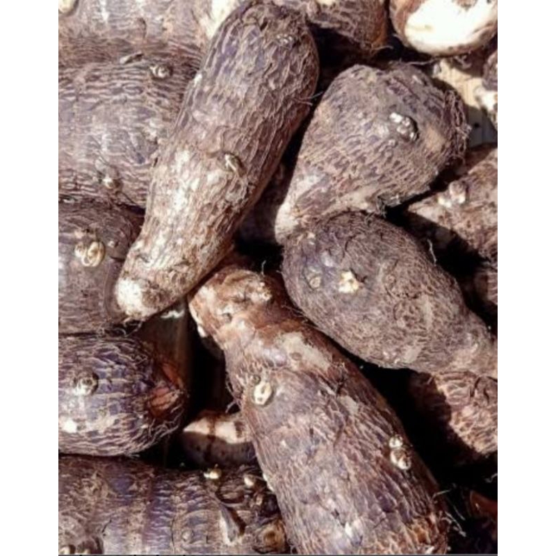 Jual ubi tales/entik pulen/kimpol bisa buat kripik makanan khas 1kg ...