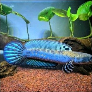 Jual ikan hias chana maru fish blue / ikan cana maru biru / ikan chana ...