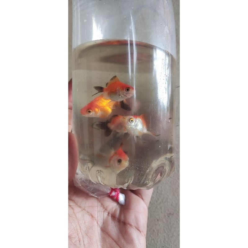 Jual ikan maskoki oranda 3 colours panda ( baby ) | Shopee Indonesia