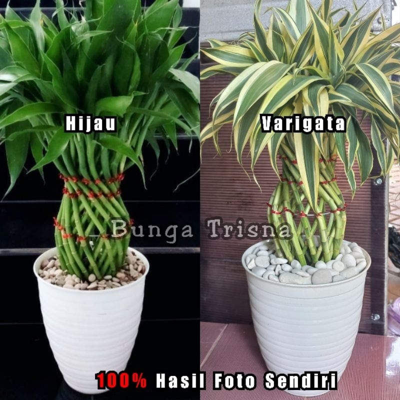 Jual Tanaman hias bambu hoki guci include pot putih dan batu hias ...