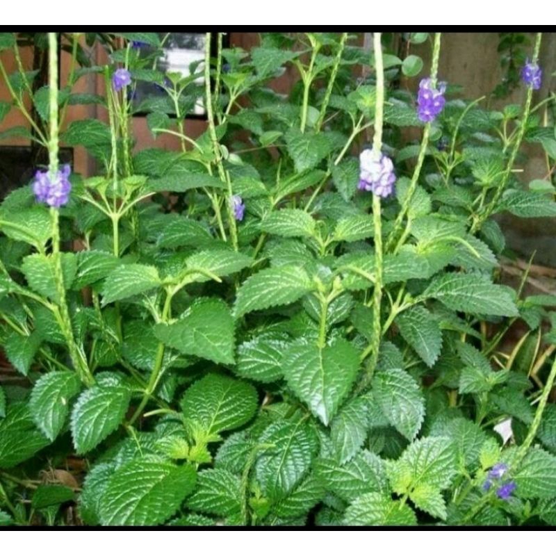 Jual tanaman daun pecut kuda 300gr | Shopee Indonesia