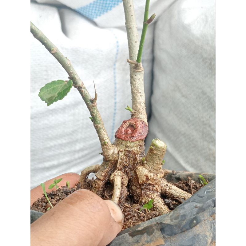 Jual Bahan Bonsai Waru India Prokar Program Akar Realpict Sesuai Foto ... Jual Bahan Bonsai Waru India Prokar Program Akar Realpict Sesuai Foto ...