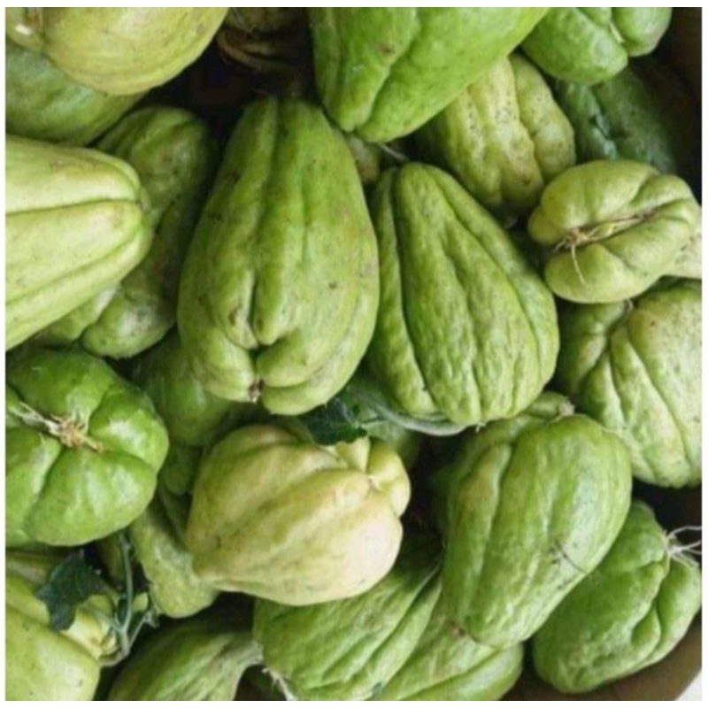 Jual bibit labu siam jumbo labu siam/ jipang siap tanam | Shopee Indonesia