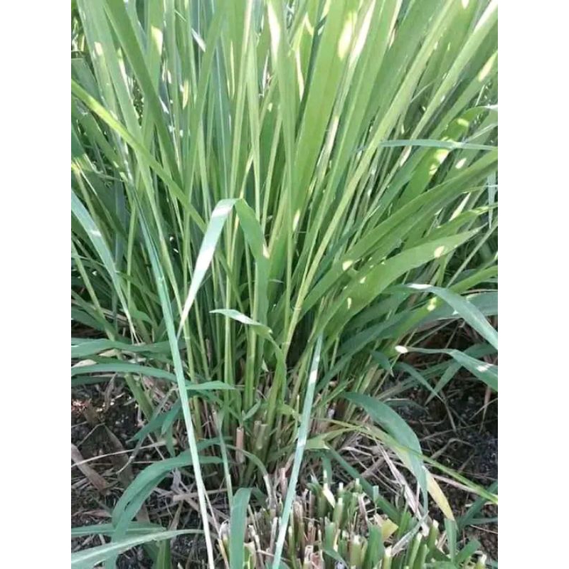 Jual Bibit Rumput Mombaca F1 Super Satu Kilo Isi Sangat Banyak | Shopee ...