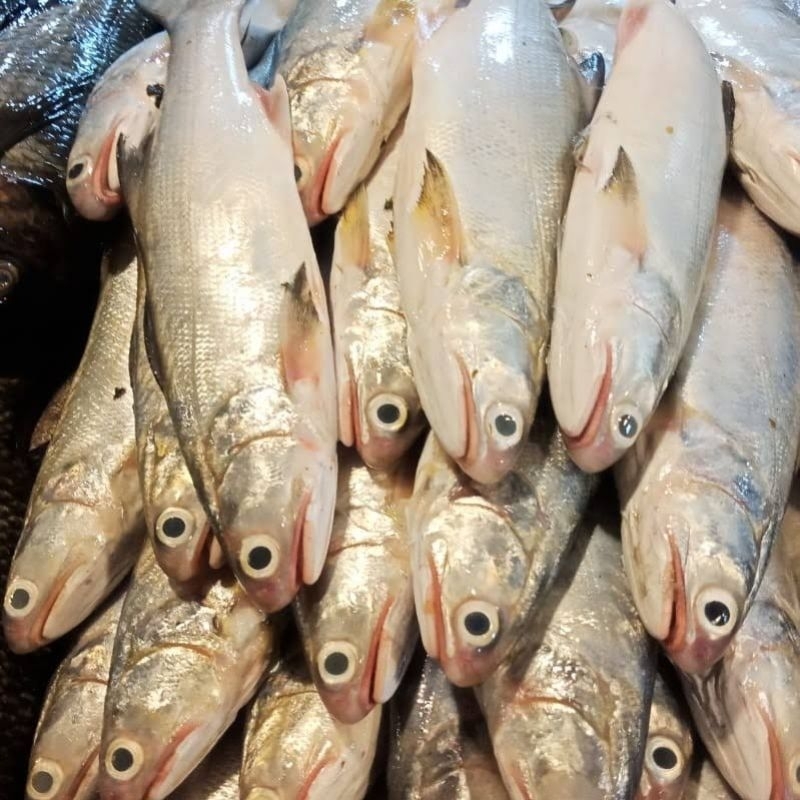 Jual ikan senangin/kuro fresh harian 1 kg | Shopee Indonesia