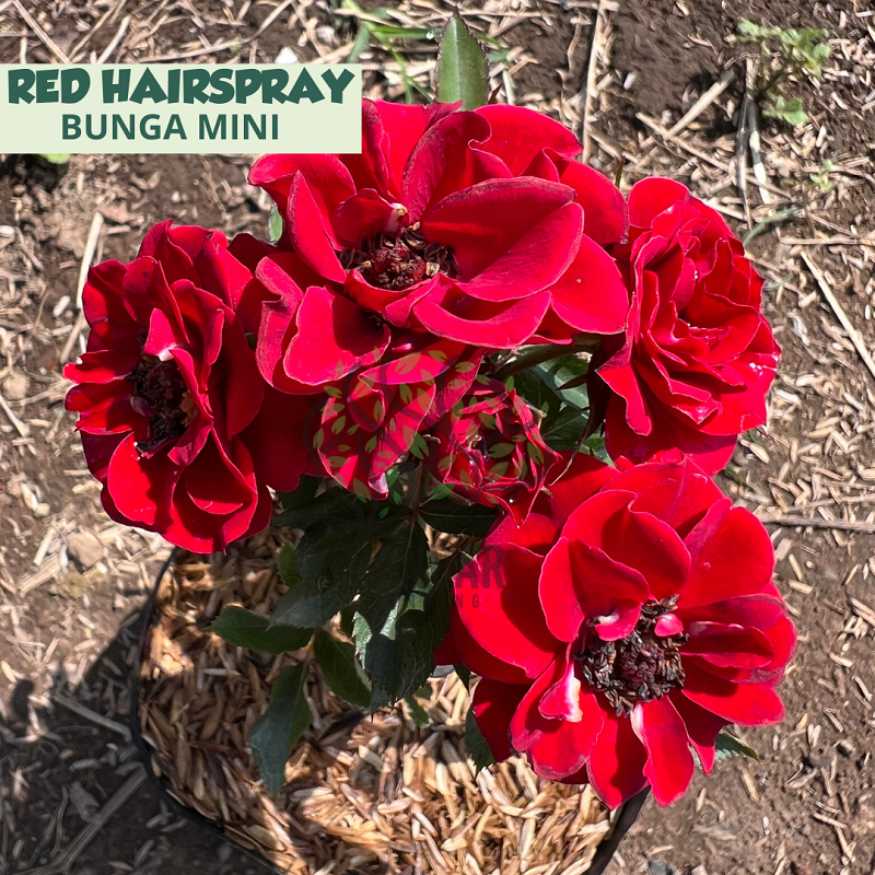 Jual Bunga Mawar Mini Import Jepang Red Hair Spray Tanaman Berbunga ...