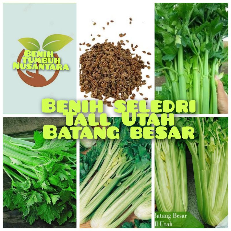 Jual 100 butir biji/benih SELEDRI BATANG UKURAN BESAR TALL UTAH ( IDEAL ...