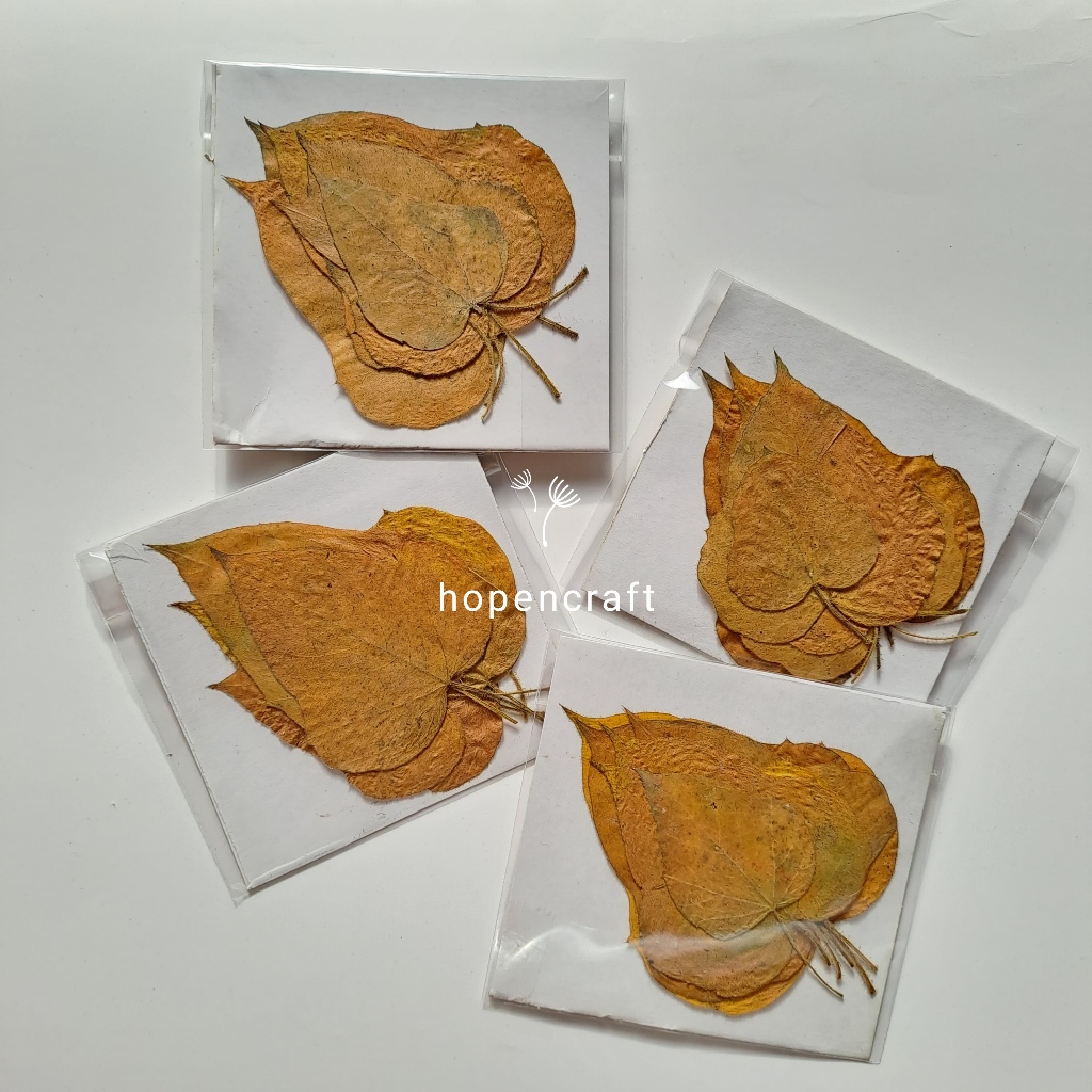 Jual Pressed Flowers | Pressed Leaves | Daun Rambusa Kering | Shopee ...