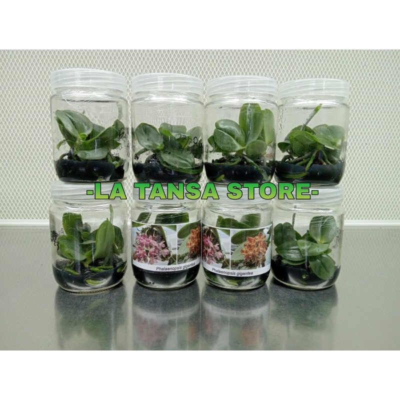 Jual Bibit botol Phalaenopsis gigantea - Phalaenopsis spesies | Shopee ...