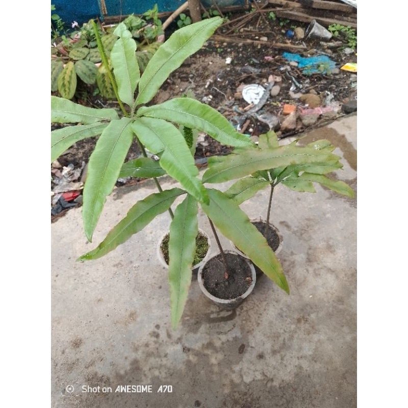 Jual tanaman,tunjuk,langit,jumbo,akar besar | Shopee Indonesia