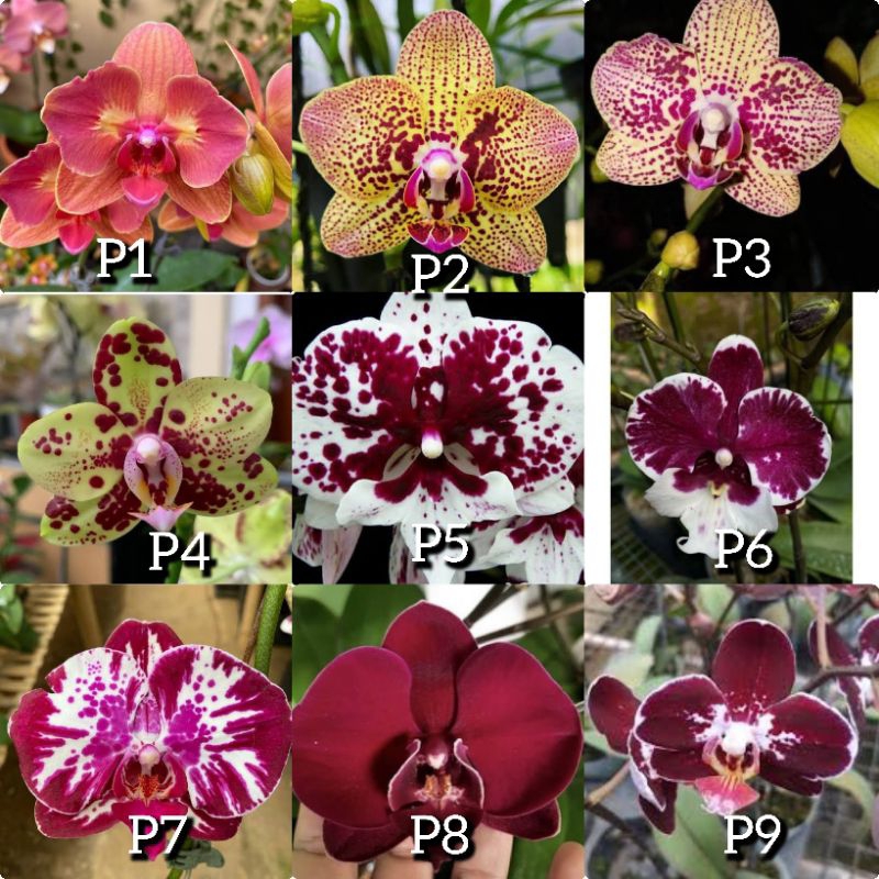 Jual Pra Dewasa Bulan Bunga Jumbo | Shopee Indonesia