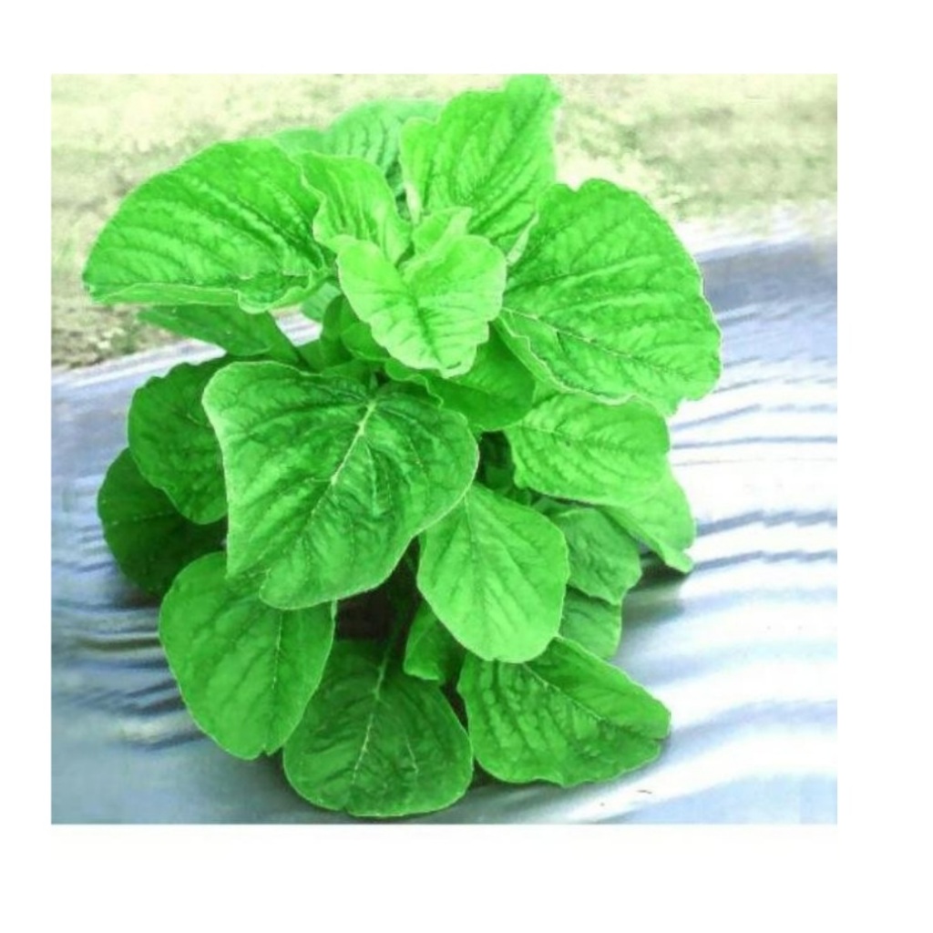 Jual BENIH BAYAM LU HSIEN bayam taiwan biji tanaman bayam hijau ...