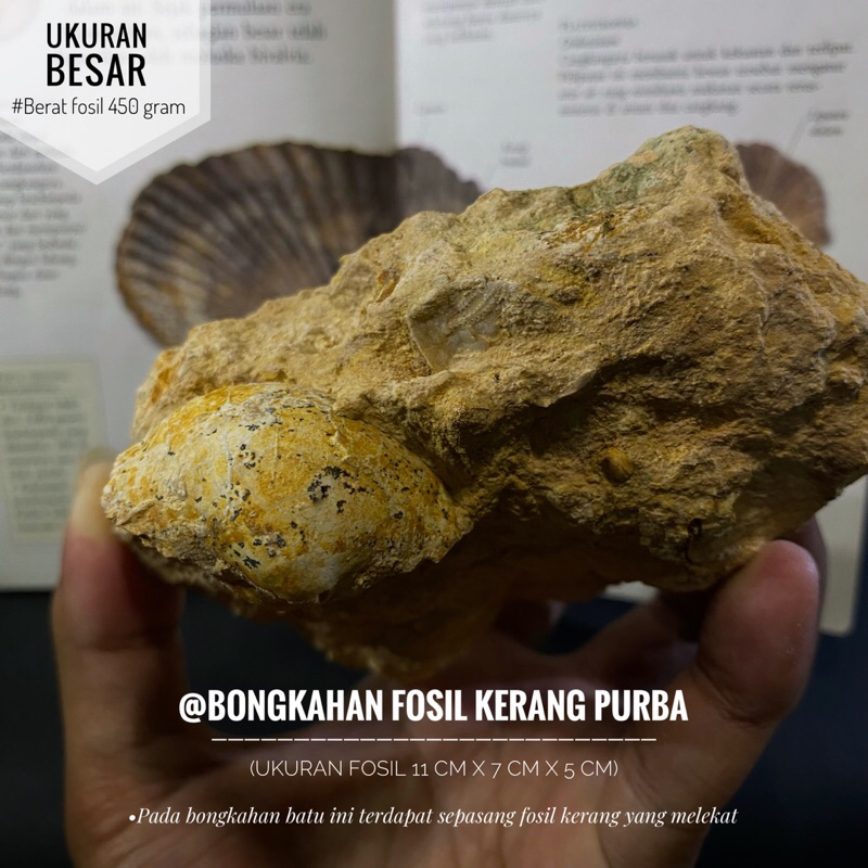 Jual Fosil Kerang Natural A35 atau Bongkahan Fosil Kerang atau Fossil ...