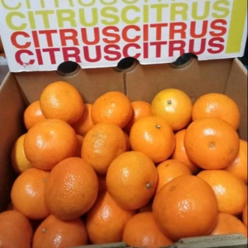 Jual Jeruk mandarin Phoenix aust 2PH size 64/Kg(2ph) | Shopee Indonesia