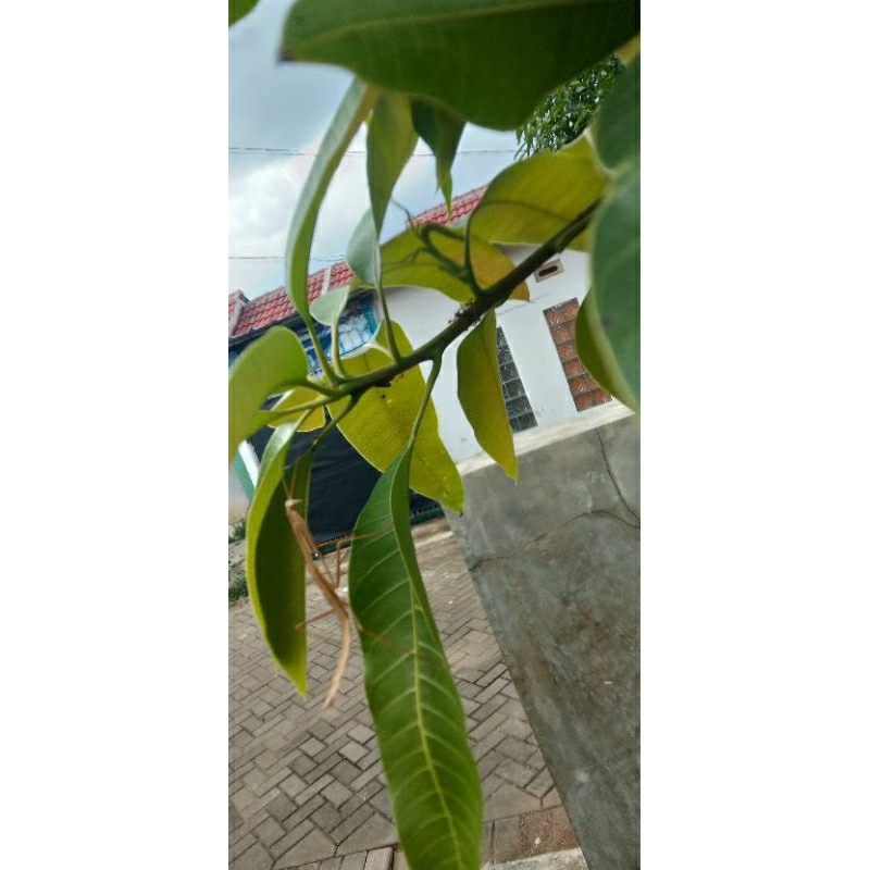 Jual congcorang/belalang sembah mainan(hidup) | Shopee Indonesia