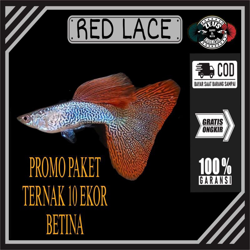 Jual paket ternak 10 ekor betina guppy red lace hiasan akuarium | Shopee Indonesia