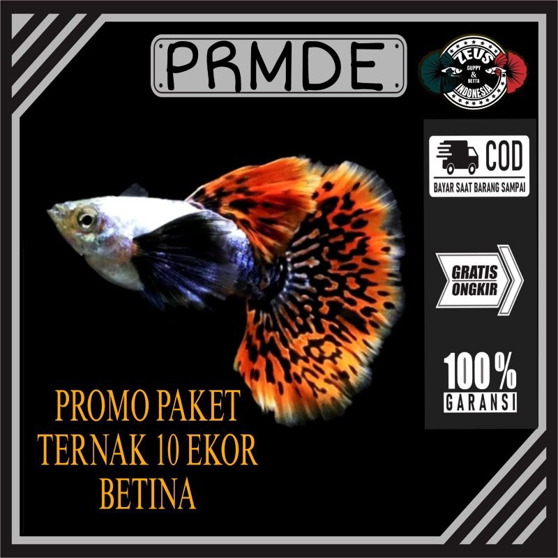 Jual paket 10 ekor betina PRMDE hiasan akuarium | Shopee Indonesia