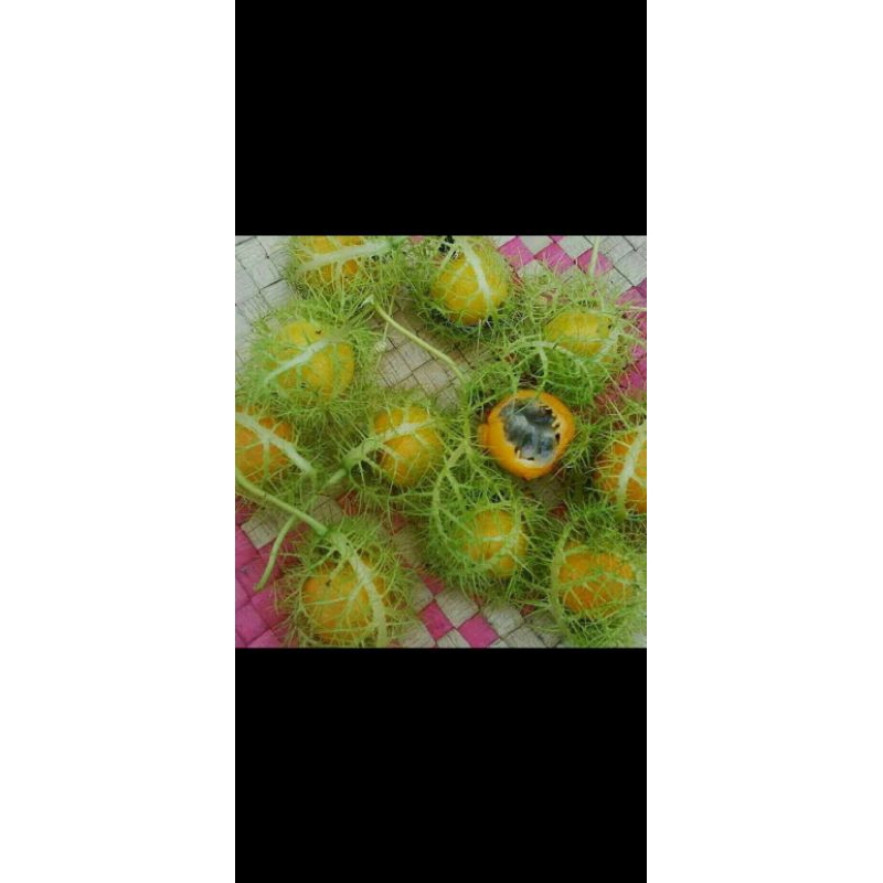 Jual buah rambusa segar fresh 1 pcs | Shopee Indonesia