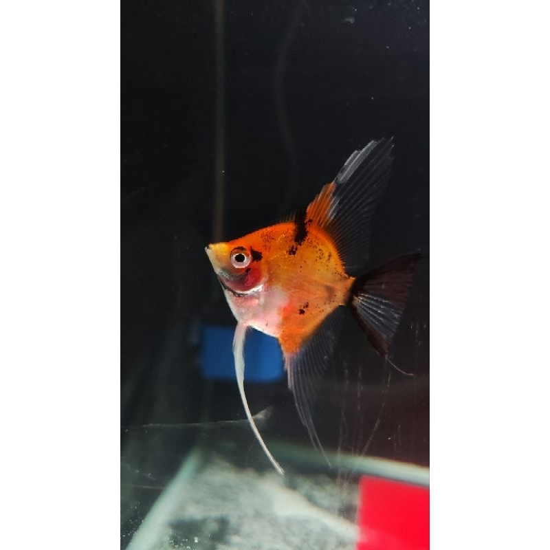 Jual MANFISH RED DEVIL 3-4 CM | Shopee Indonesia