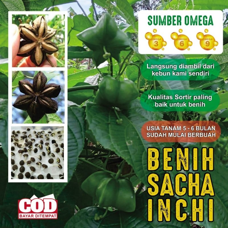 Jual SACHA INCHI Biji Benih Pilihan kemasan 1kg | Shopee Indonesia
