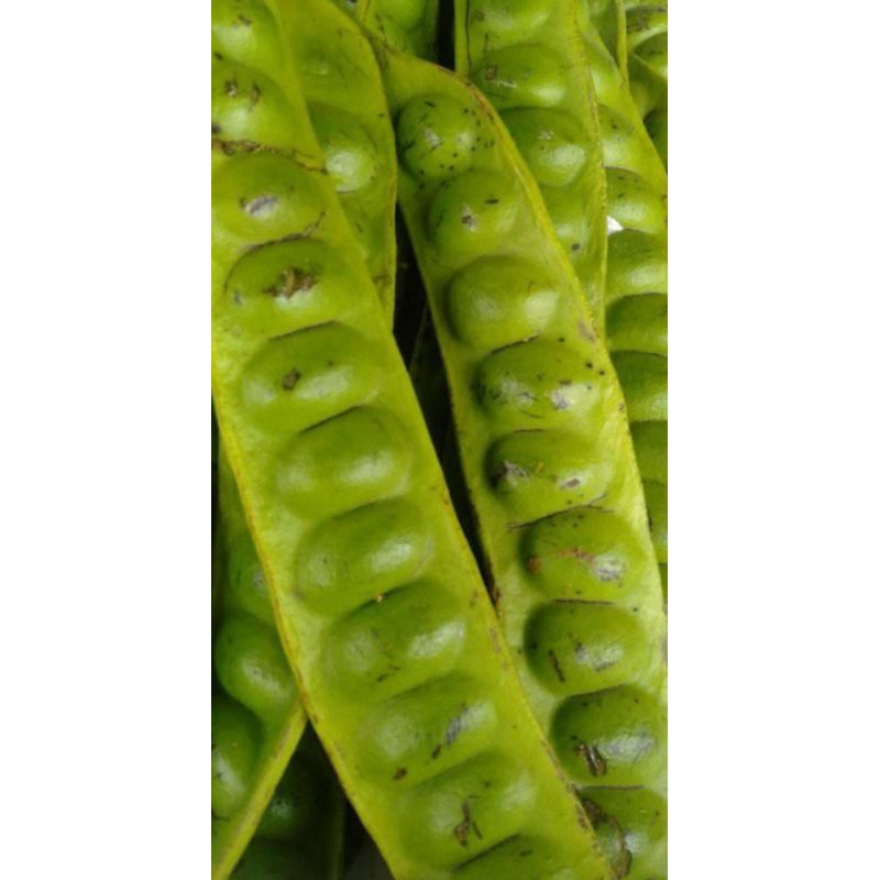 Jual petai/pete 1 Papan(satu sulur) | Shopee Indonesia