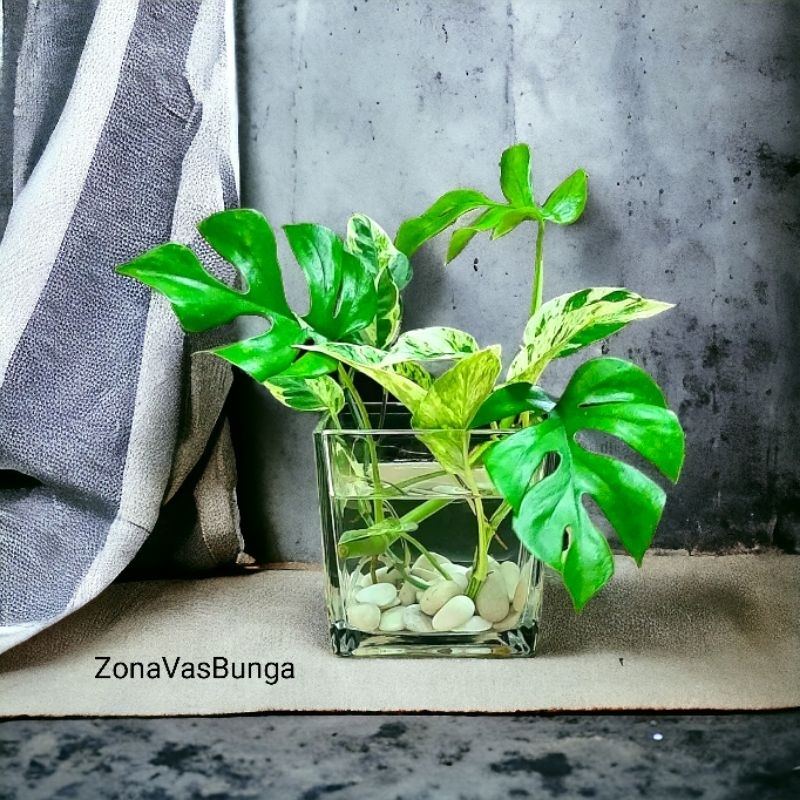 Jual SQUARE VASE / VAS BUNGA KACA KOTAK PERSEGI AESTHETIC / POT TANAMAN ...