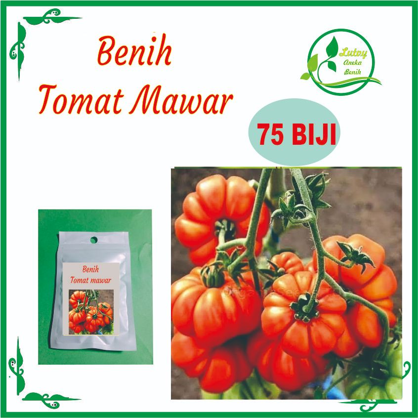 Jual BENIH TOMAT MAWAR ISI 75 BIJI | Shopee Indonesia