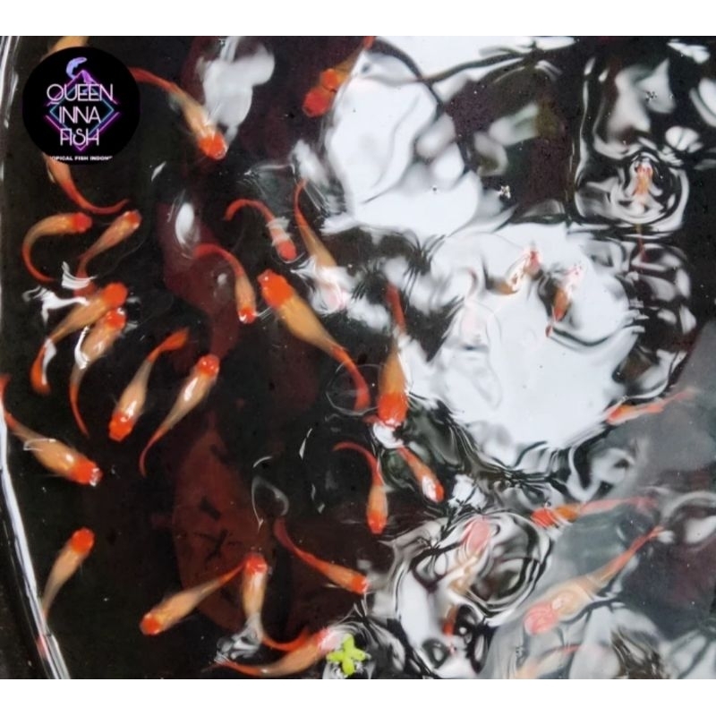 Jual Guppy Albino Koi 10 Pasang ( Ikan Hias Gapi ) | Shopee Indonesia