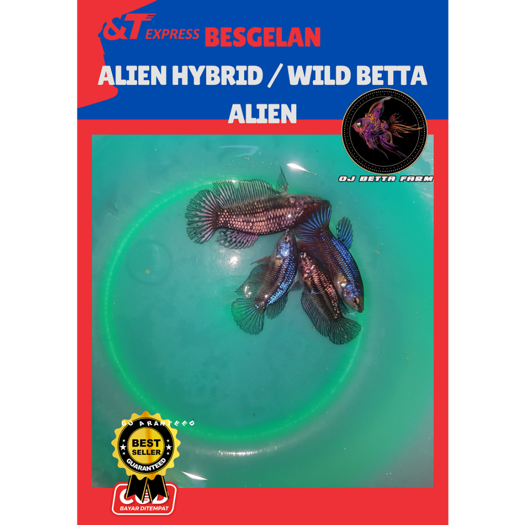 Jual BESGELAN ALIEN hybrid / Wild Betta Alien | Shopee Indonesia