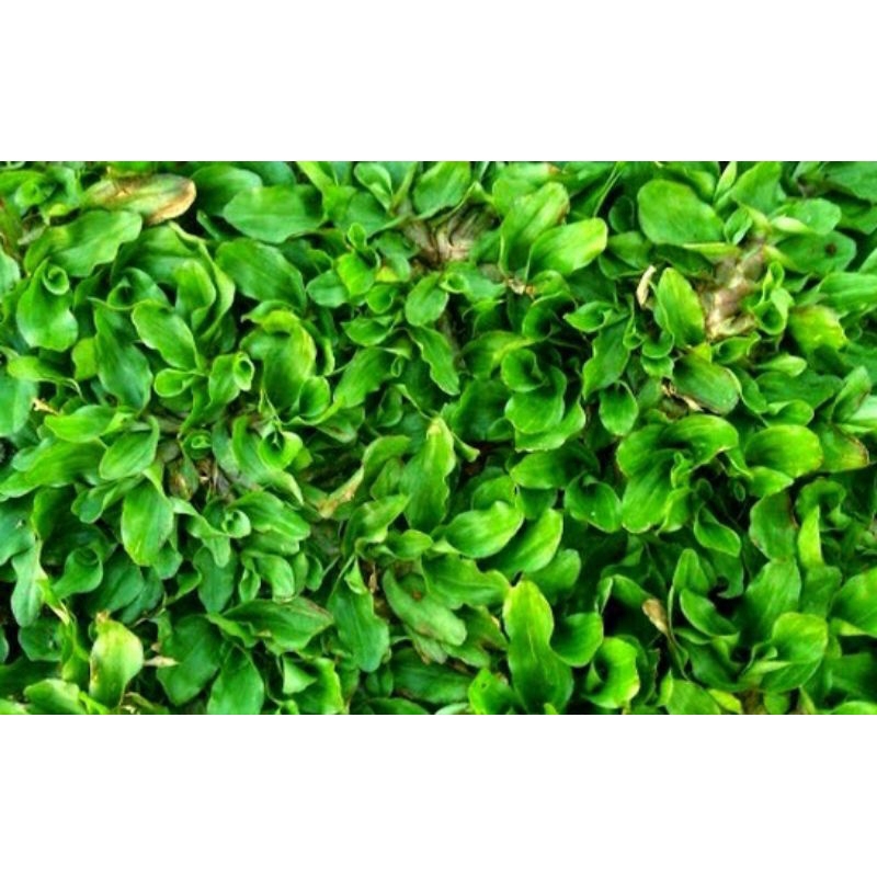Jual Rumput Taman Gajah mini 1 meter/jual rumput murah luas 1x1meter ...
