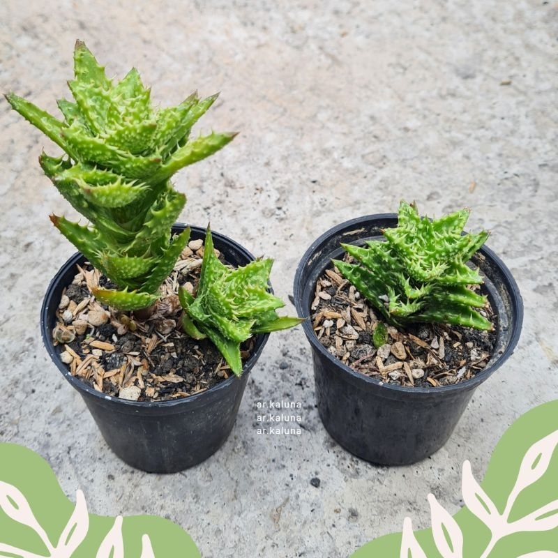 Jual Aloe Juvenna ' Tiger Tooth ' sukulen kaktus tanaman hidup | Shopee ...