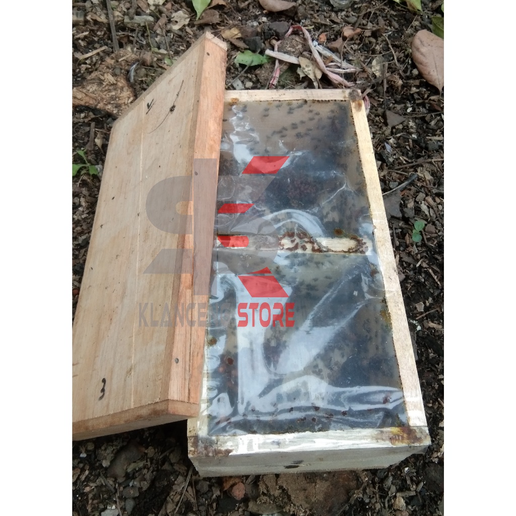 Jual bibit koloni lebah klanceng stup 30 cm | Shopee Indonesia