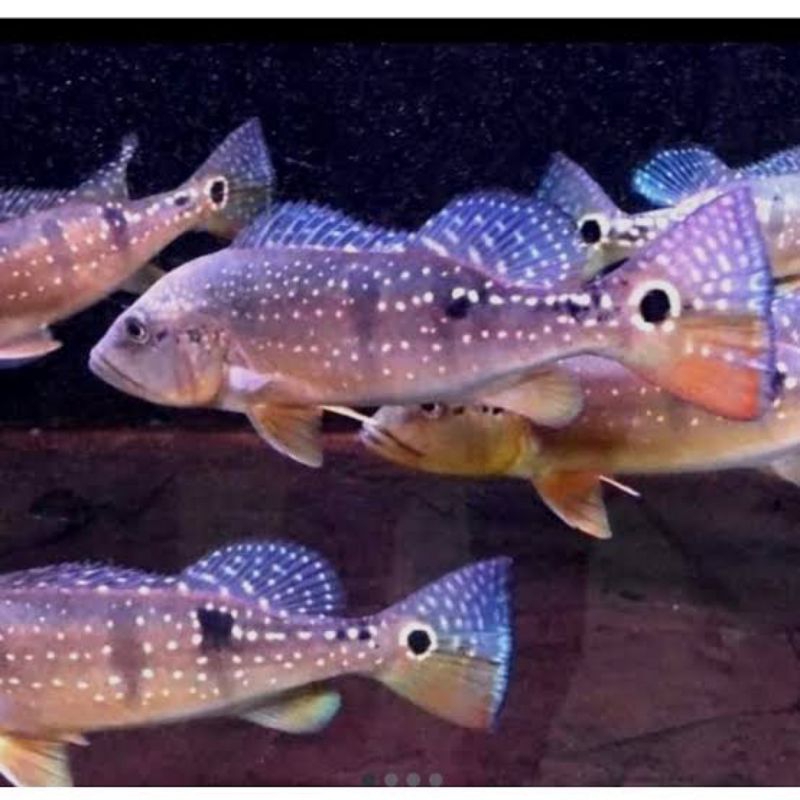 Jual peacock bass pinima | Shopee Indonesia
