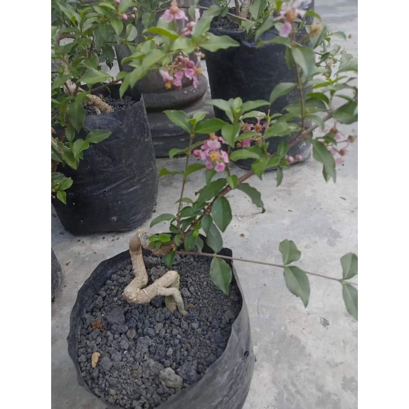Jual bahan bonsai sakura mikro / bibitl sakura micro | Shopee Indonesia