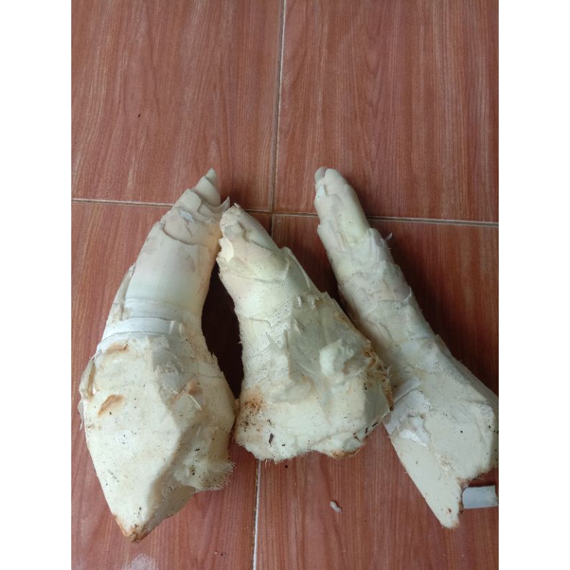 Jual Rebung Bambu Muda segar sudah dikupas | Shopee Indonesia