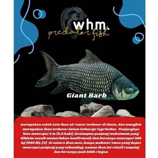 Jual Giant Barb Siamese all size ( Mainan Ikan) | Shopee Indonesia